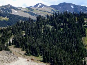 August 2010 - Hurricane Ridge to Obstruction Point